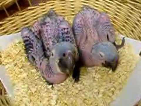 HYACINTH MACAW BABIES - YouTube