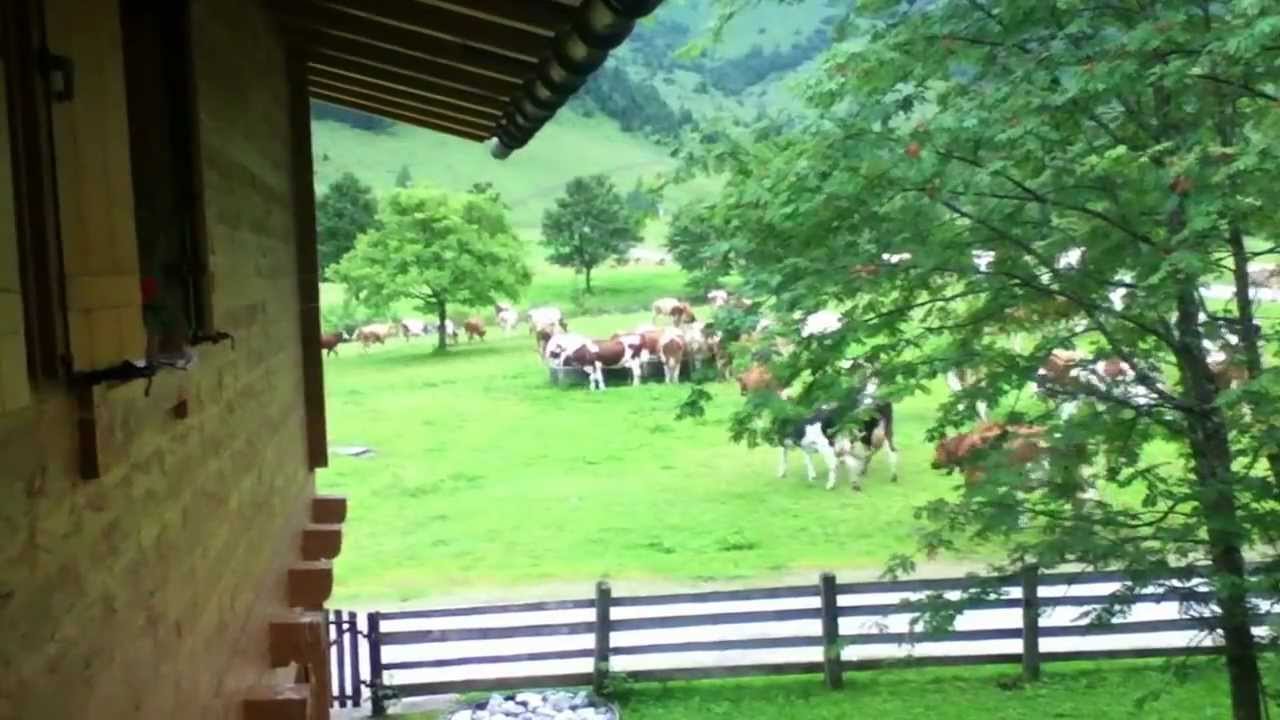 1323.MOV - Cow Farm in Austria nestled in the Alps - YouTube