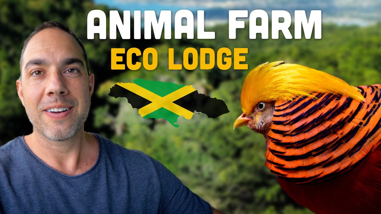 Rasta Fowl, "Trump" Pheasant & Greedy Goat...Animal Farm & Eco Lodge ...