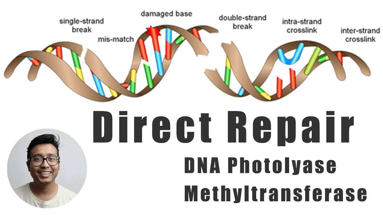 Direct repair of damaged DNA- mechanism explained for medical students ...