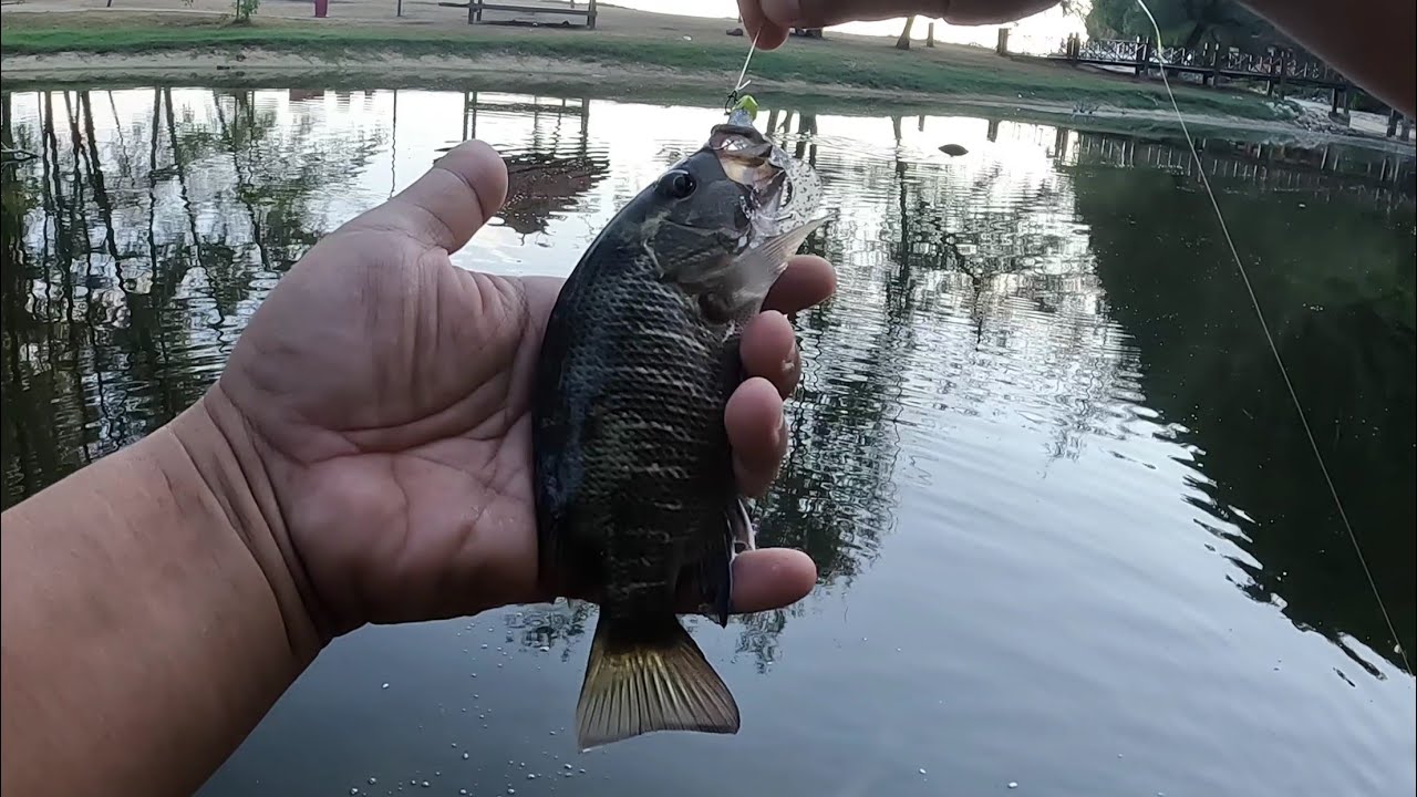 Casting Siakap Merah & Ikan Bulan - Ultralight Fishing - ep135 - YouTube