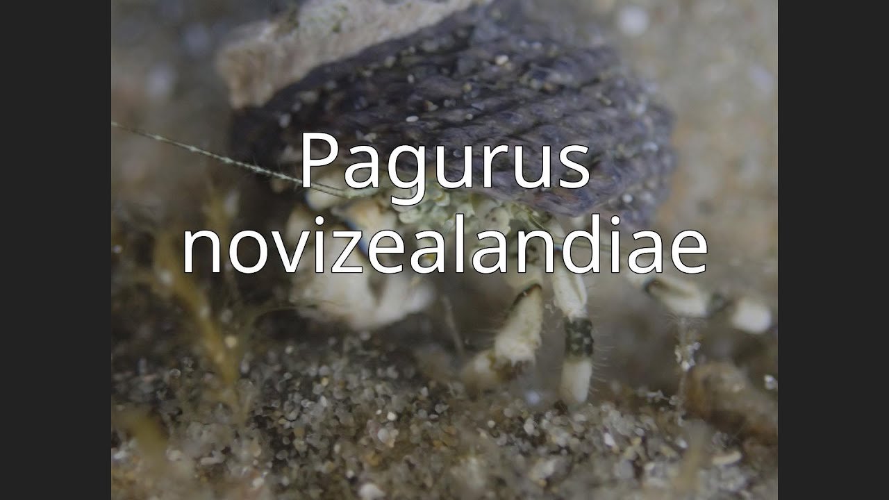 Pagurus novizealandiae - YouTube