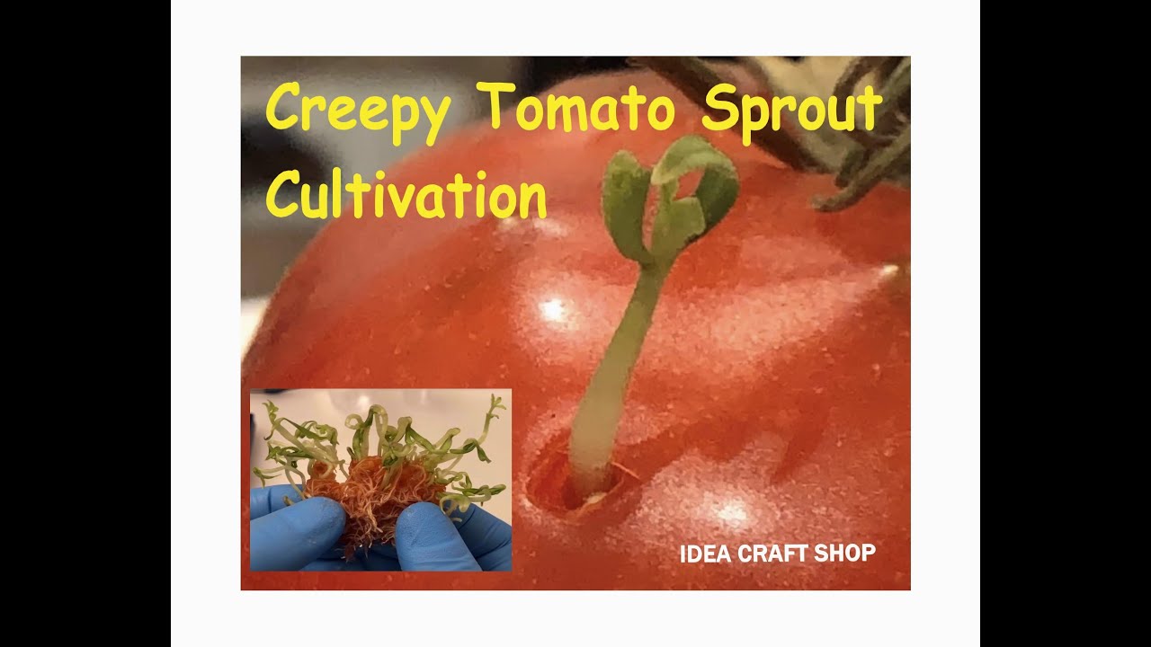 Trying a new test for creepy tomato sprout cultivation (크리피 토마토 새싹 재배를 ...