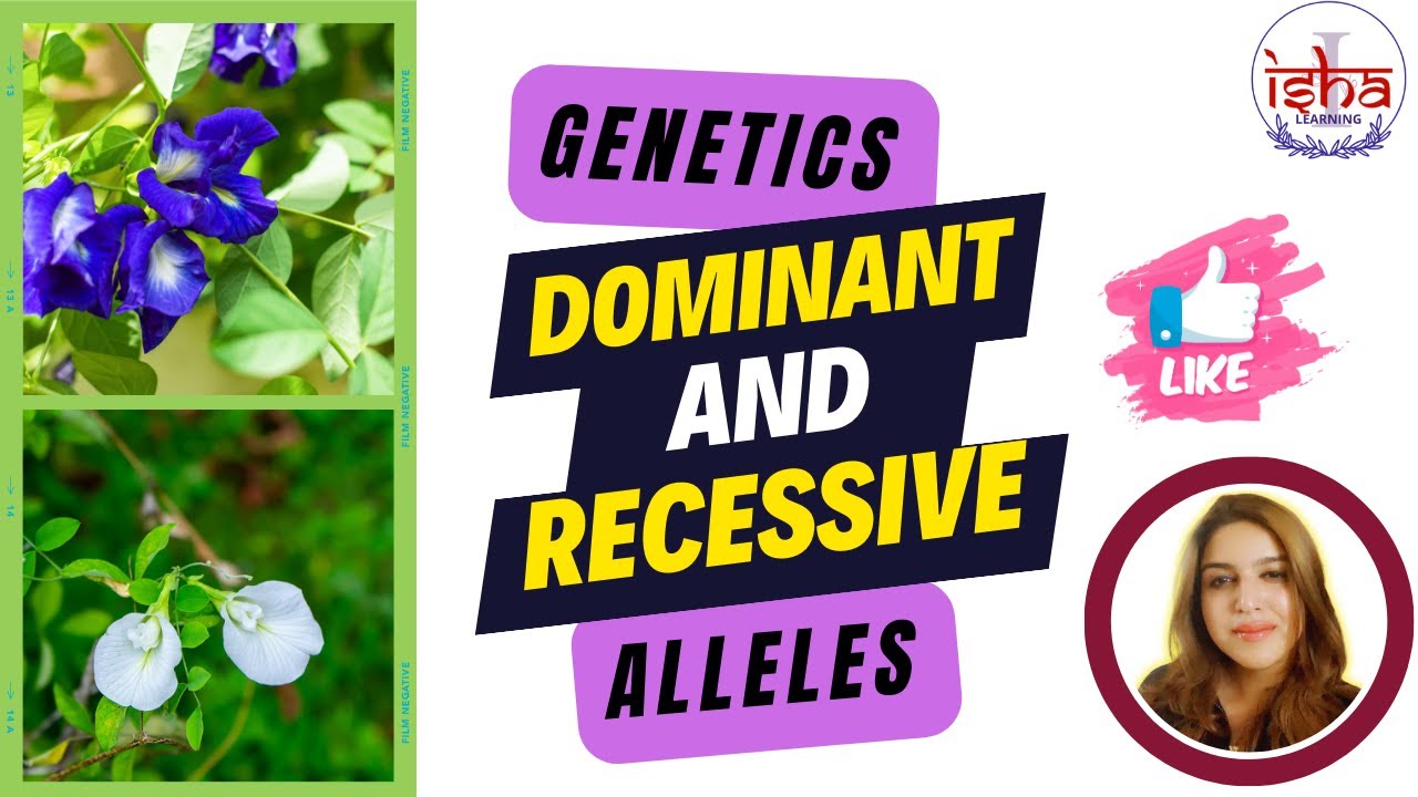 V-6| Dominant and Recessive alleles| Genetics series | Class 12 Biology ...