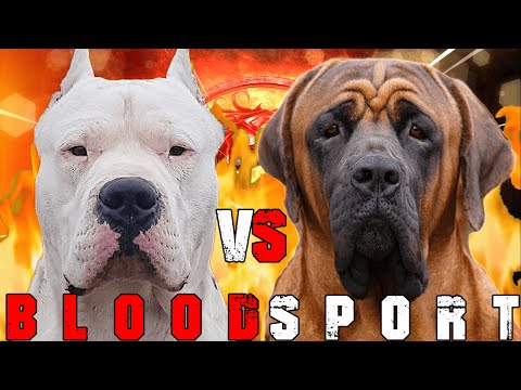 Dogo Argentino vs Tosa Inu | Tosa Inu vs Dogo Argentino | Powerful Guard Dog ? | Billa Boyka |