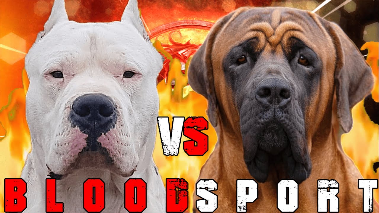 Dogo Argentino vs Tosa Inu | Tosa Inu vs Dogo Argentino | Powerful ...