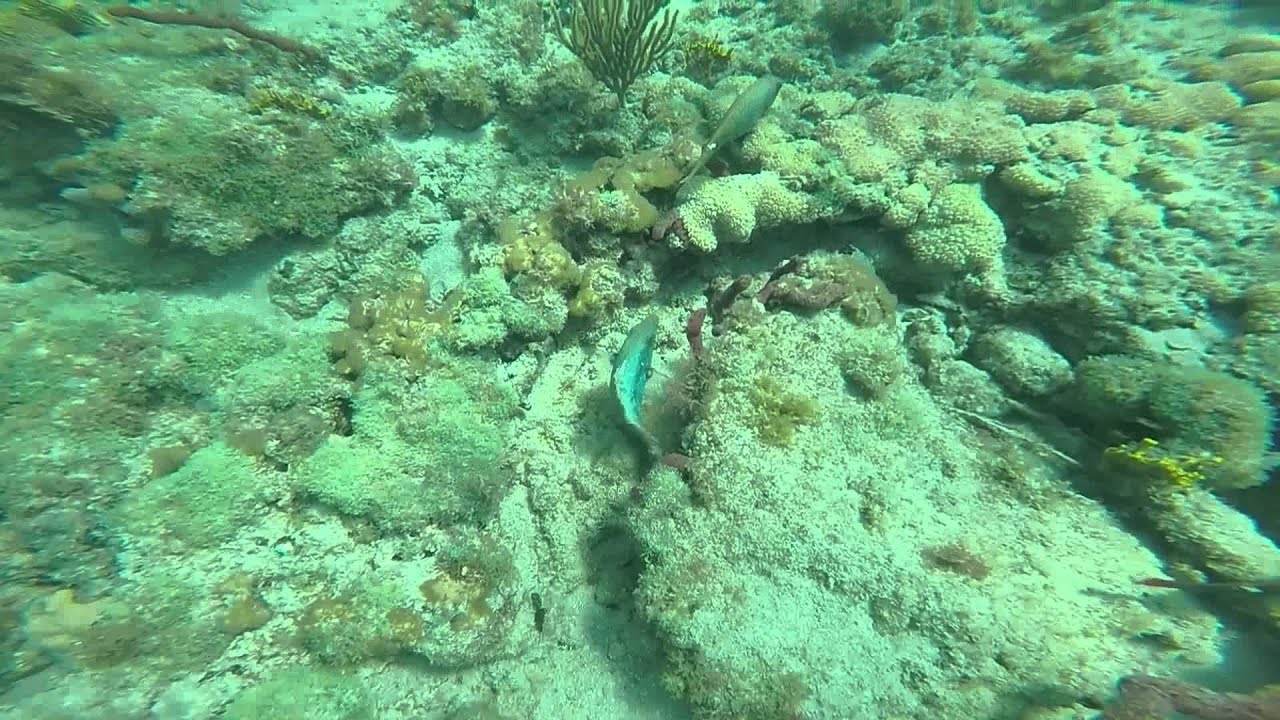 Snorkeling Anglins Pier - Fort Lauderdale - YouTube