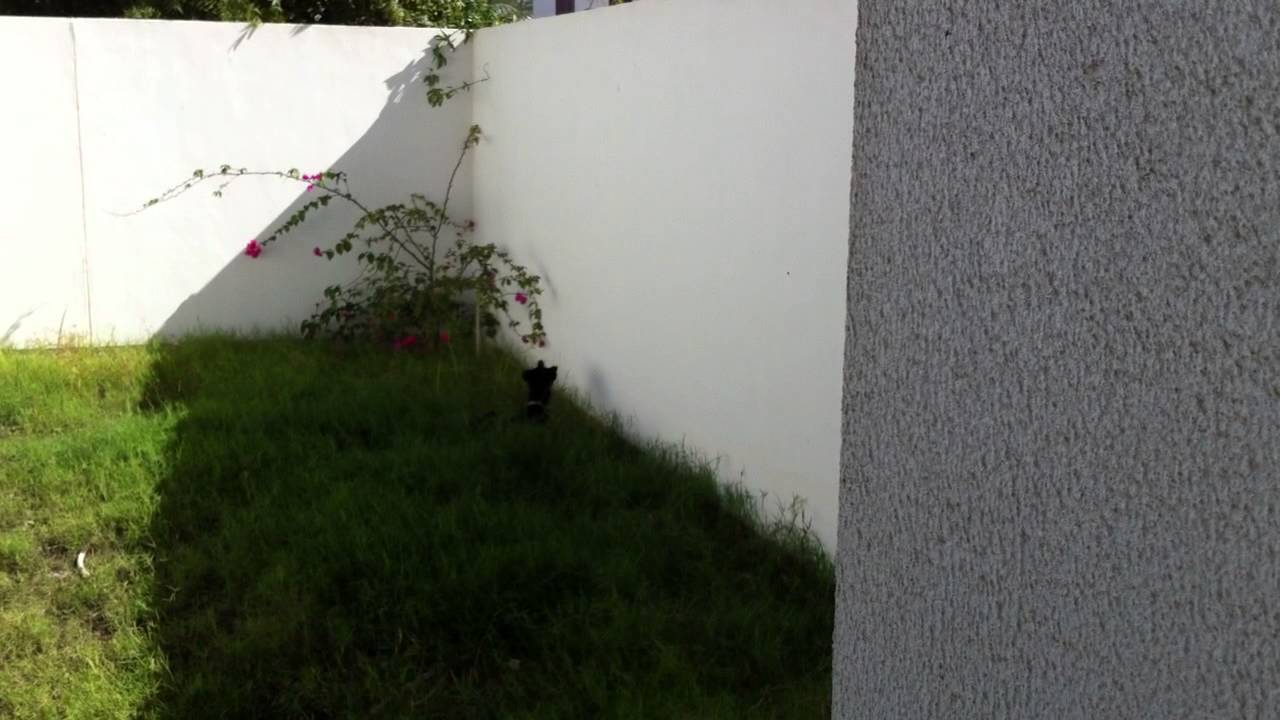 Cute Orphan Dog in Oman - YouTube