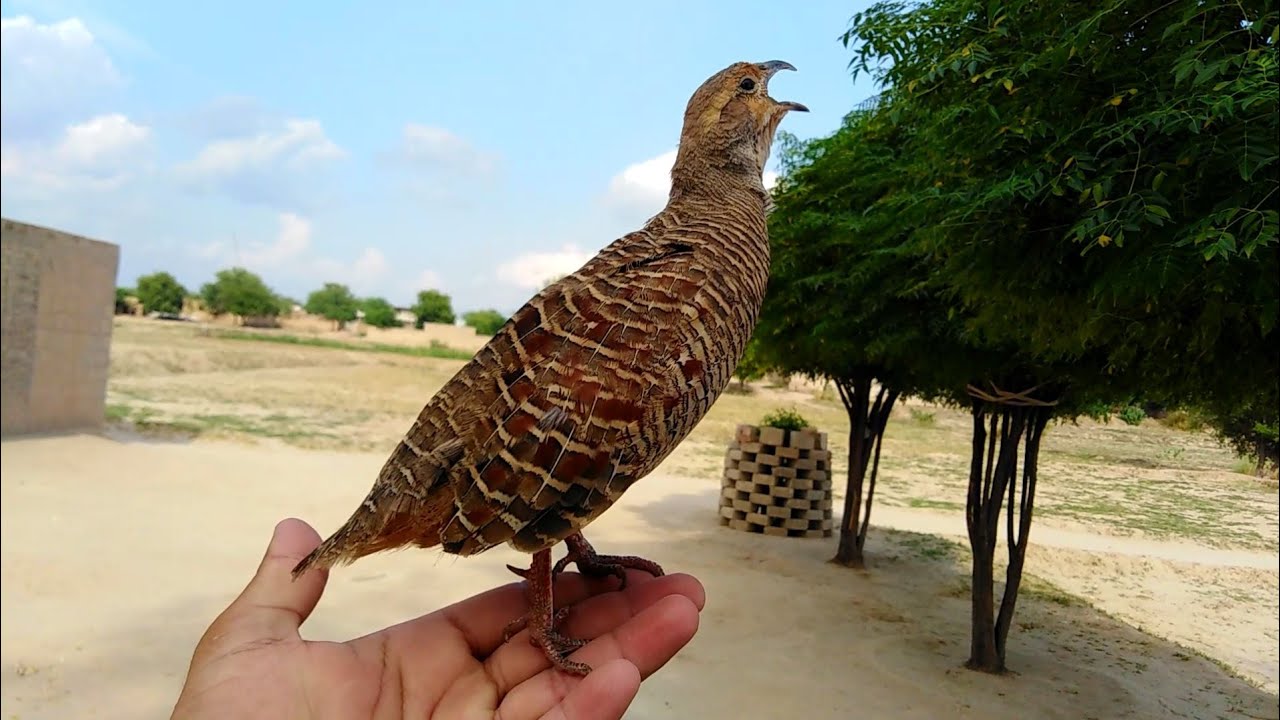 teetar sound || teetar awaz || gray francolin teetar sound || teetar ...