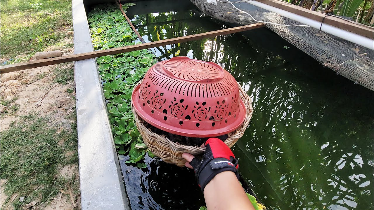 Amazing Catching Alot of Fish : Catfish, Koi Fish, Goldfish, turtle and ...