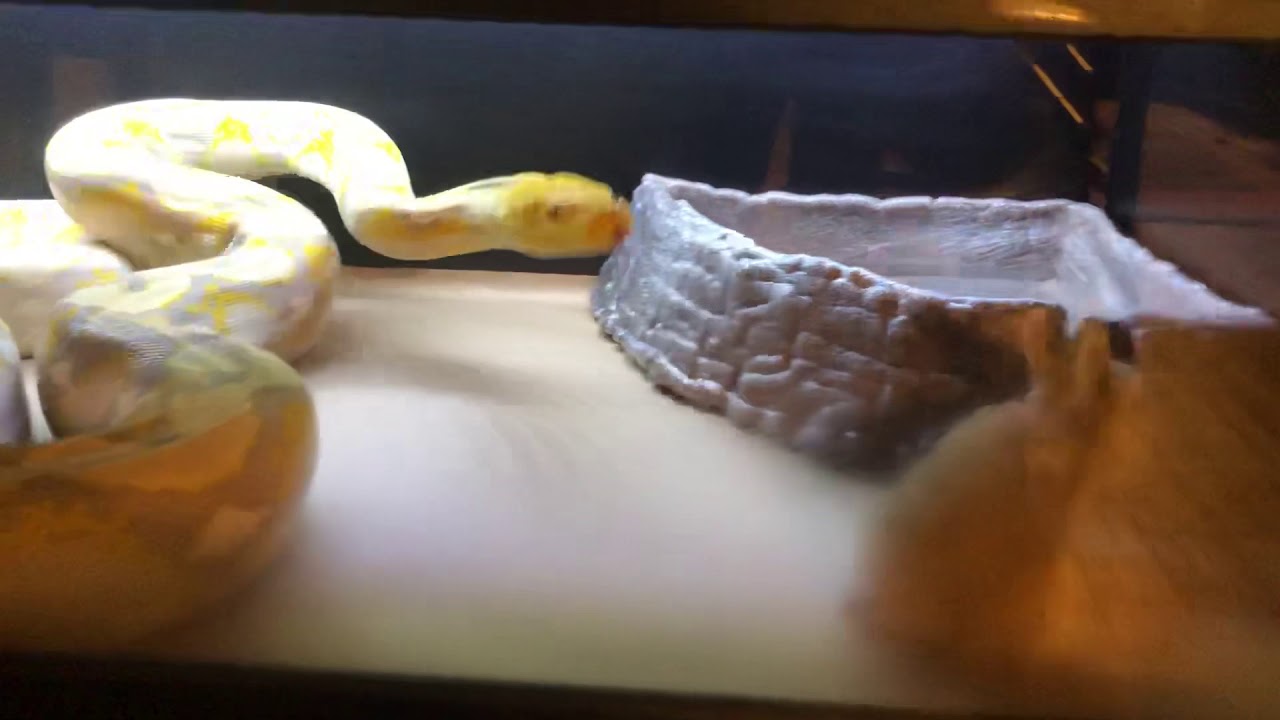PURPLE ALBINO RETIC FEEDING - YouTube