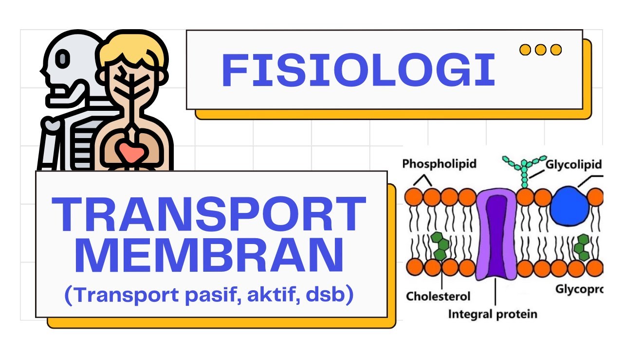 Transport Membran Sel (Transport Pasif, Aktif, Bulk) / Sistem Transport ...