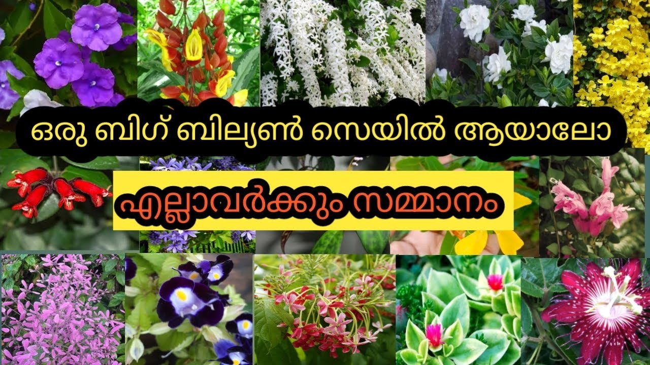 ഓണം ഓഫർ part 2 എല്ലാവർക്കും സമ്മാനം 💐🤯 #plants #wholesaleplants #garden ...