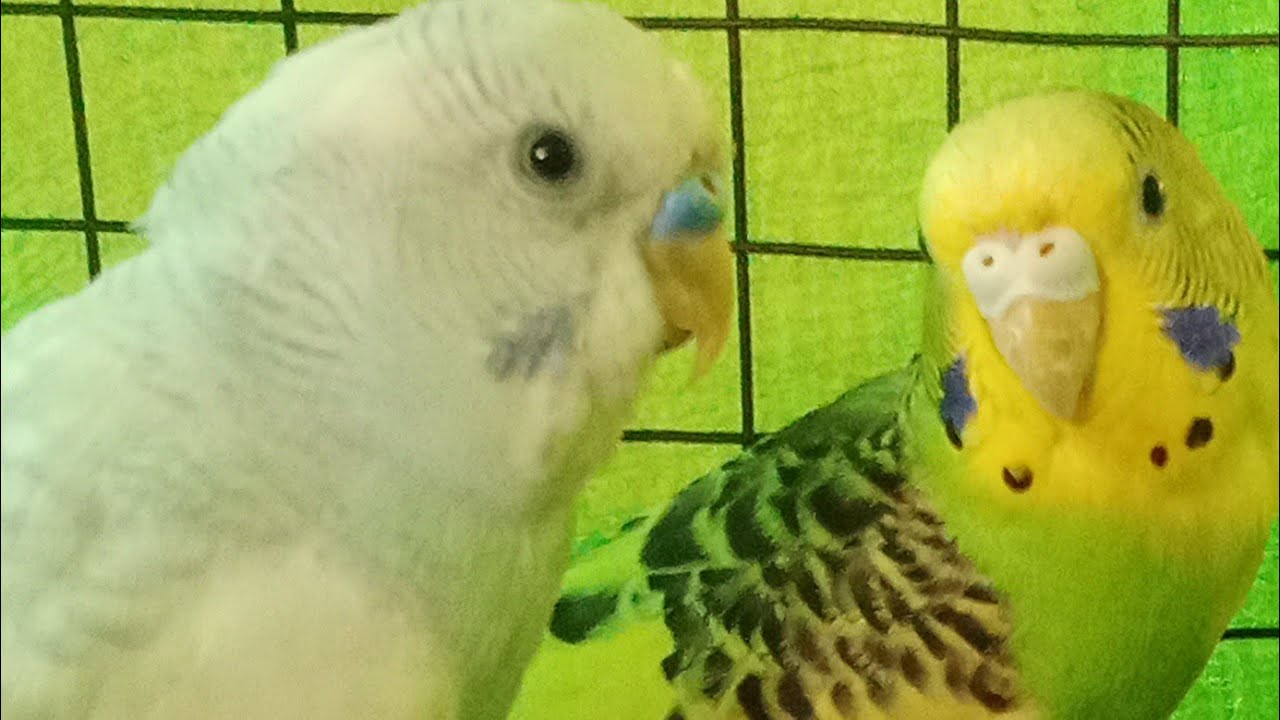 𝘃𝗮𝘃𝗮𝗰𝗵𝗶 𝗳𝗮𝗺𝗶𝗹𝘆𝘀 𝘃𝗹𝗼𝗴 is live! - YouTube