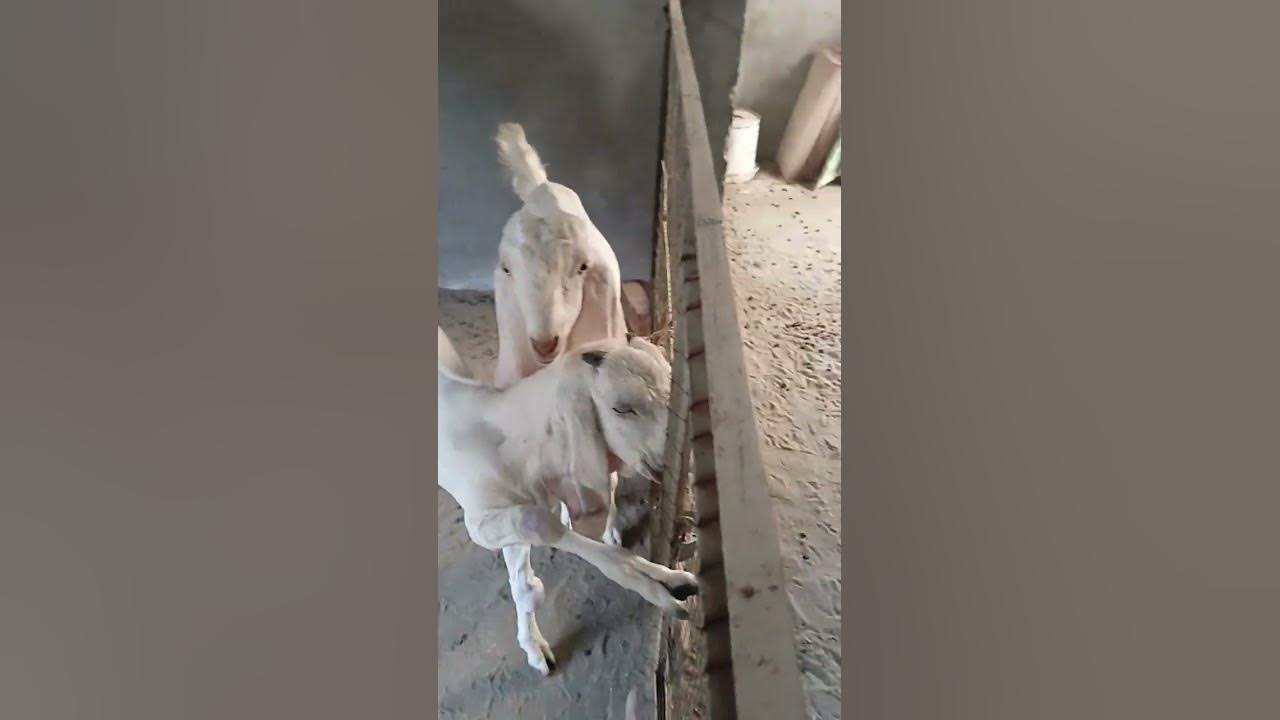 Beautiful goat baby white - YouTube