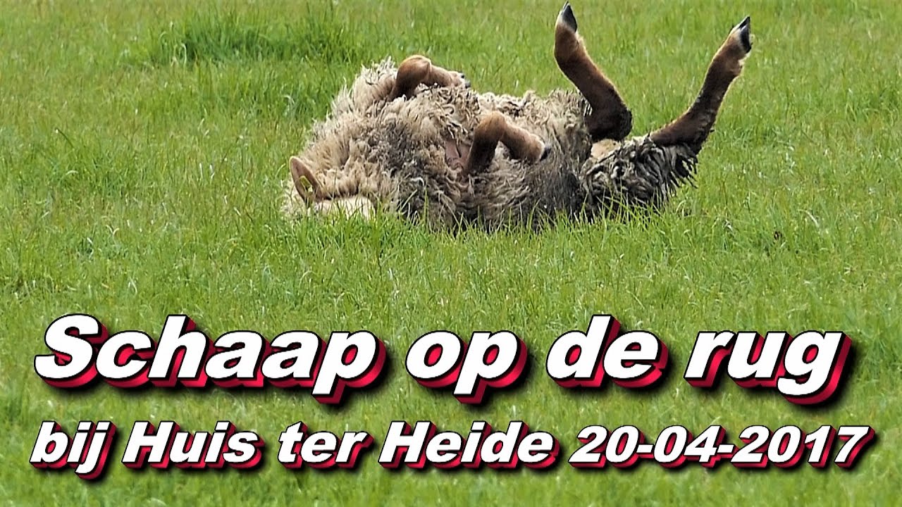 Schaap op de rug bij Huis ter Heide 20 04 2017 - YouTube
