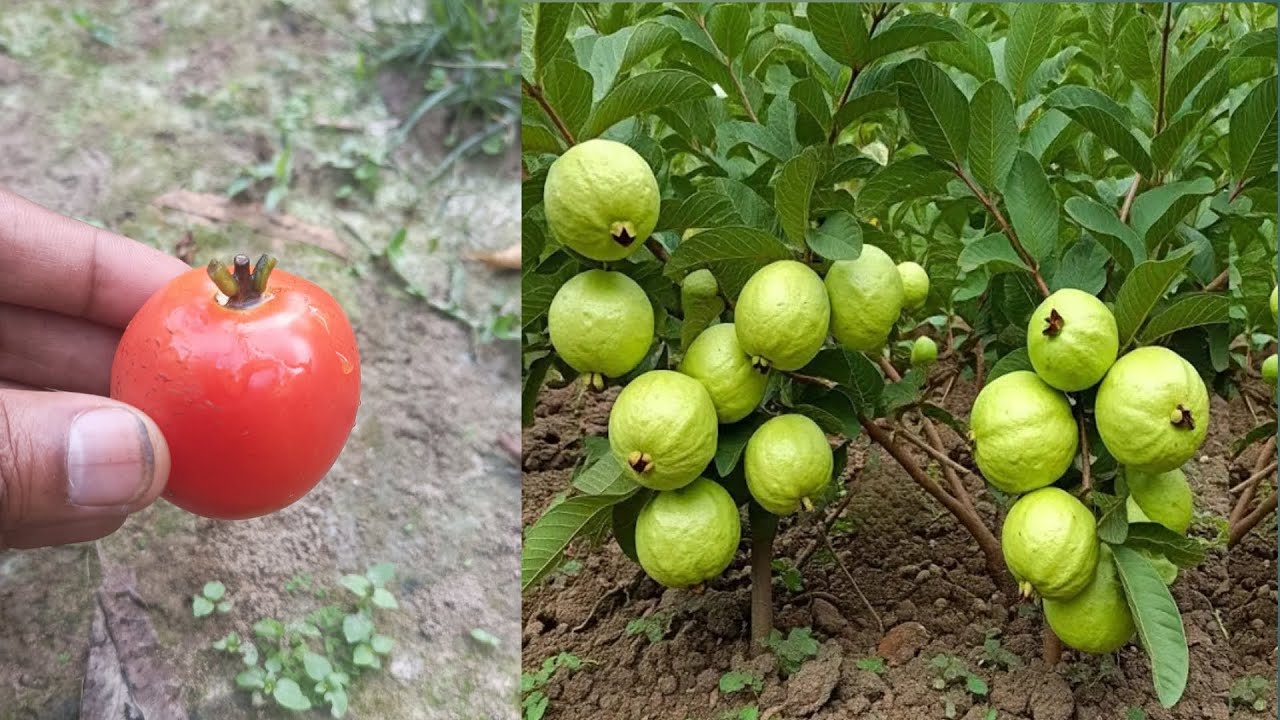 How to grow guava tree with Tomato, propagate guava tree with many ...