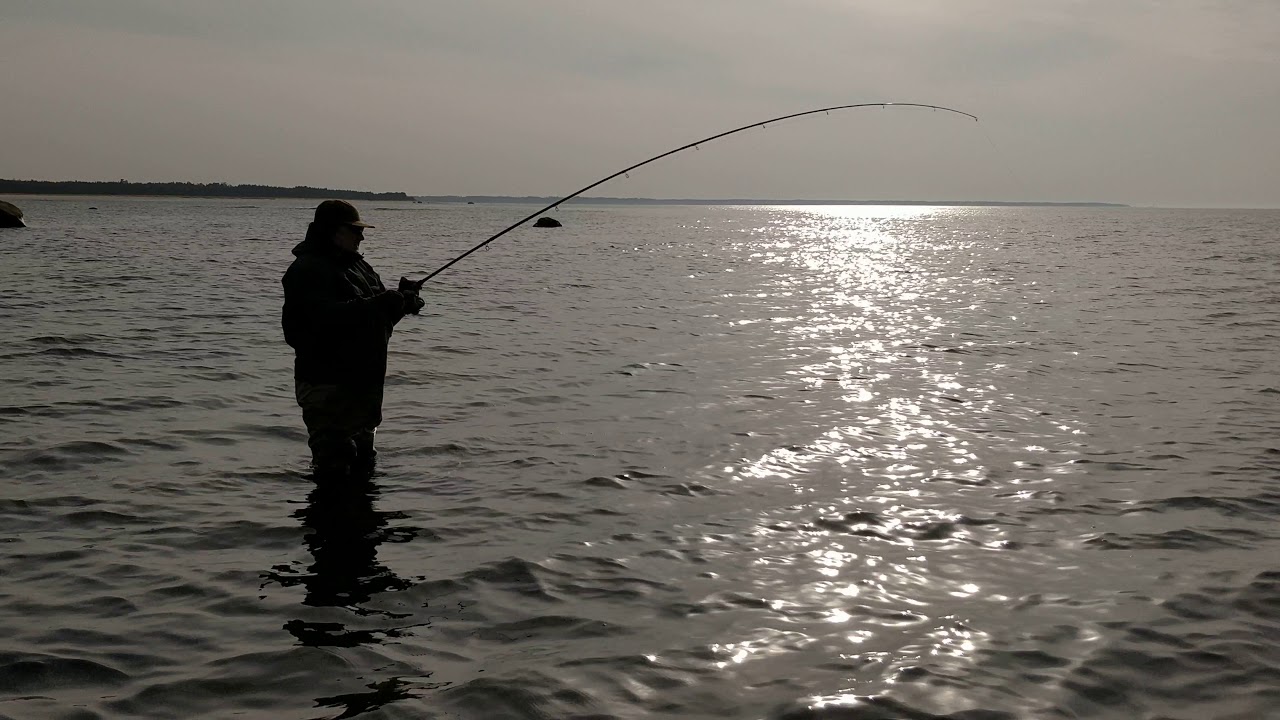 Riho meriforell 8.4.18 - YouTube