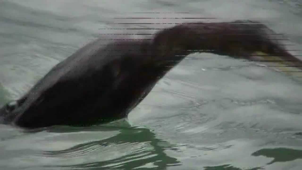 Wildlife - Cormorants diving at Brownsea Island - YouTube
