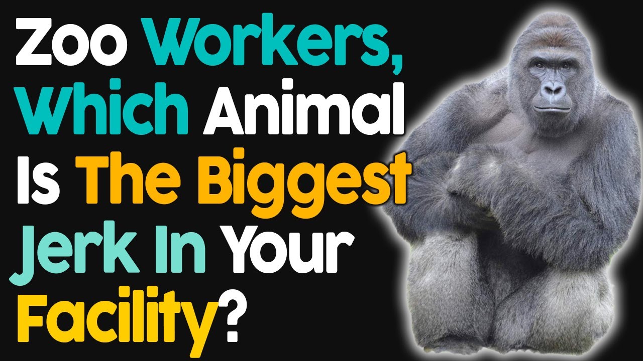 Zoo Workers, Which Animal Is The Biggest Jerk? - YouTube