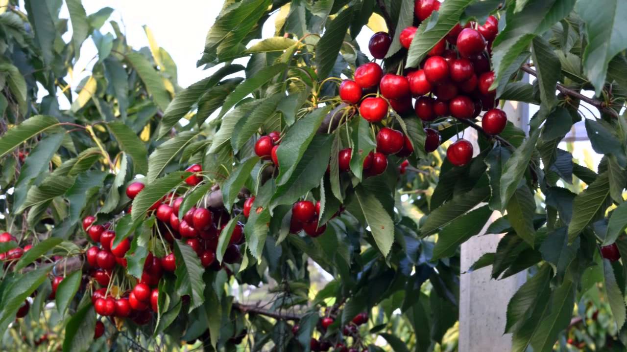 Prezentare Ferma pomicola PARADISUL INFLORIT SRL - YouTube