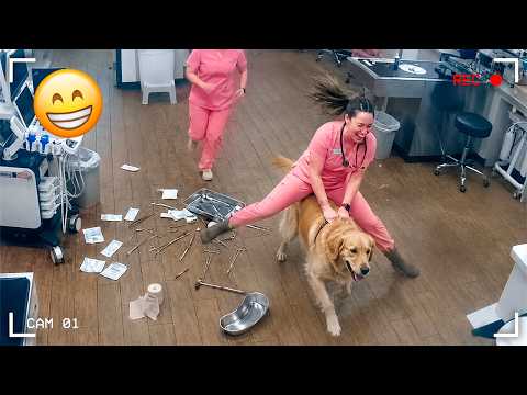 Funniest Animal Videos 2026 😂 When Animals Make Their Own Rules