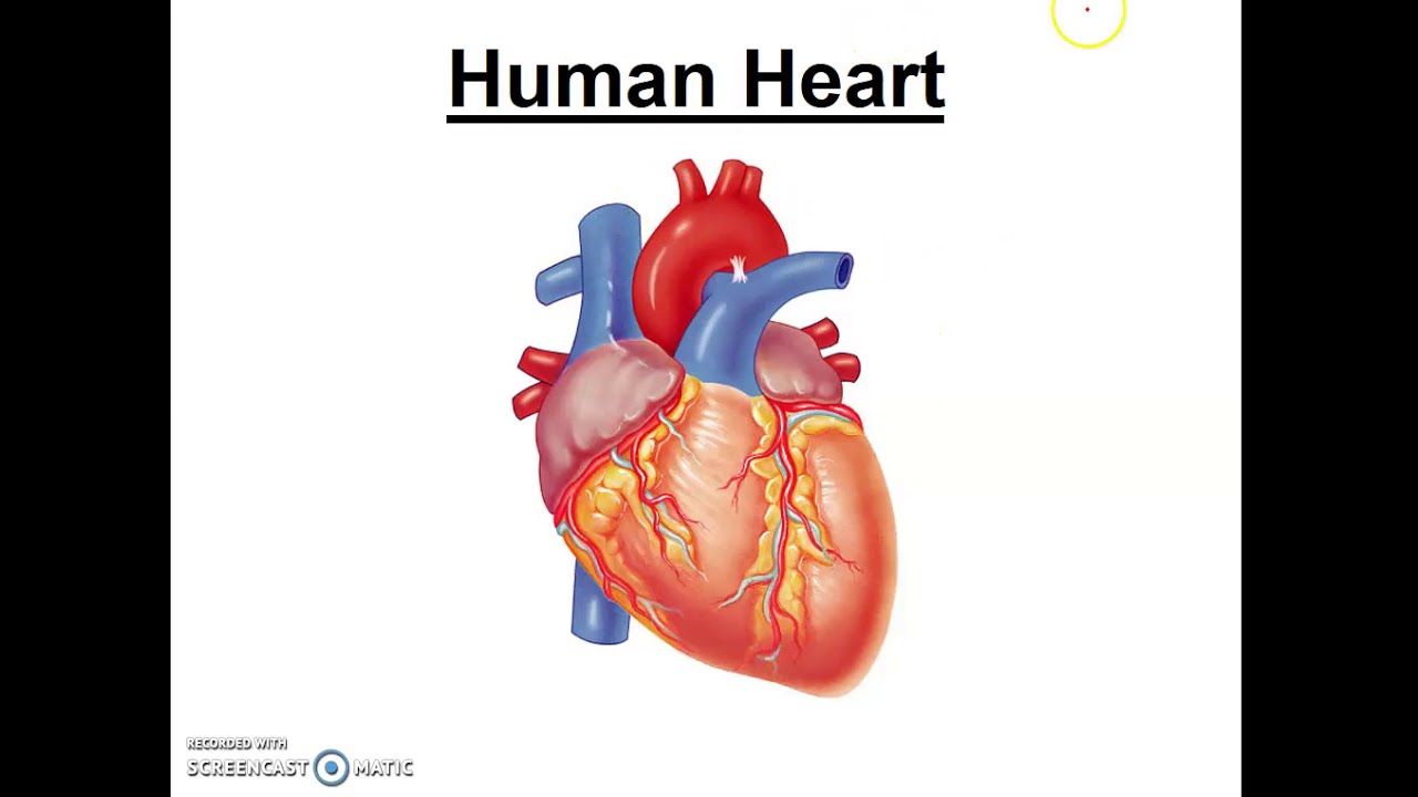 HEART PART-1 | ANATOMY OF HEART | LOCATION OF HEART | INTRODUCTION OF ...
