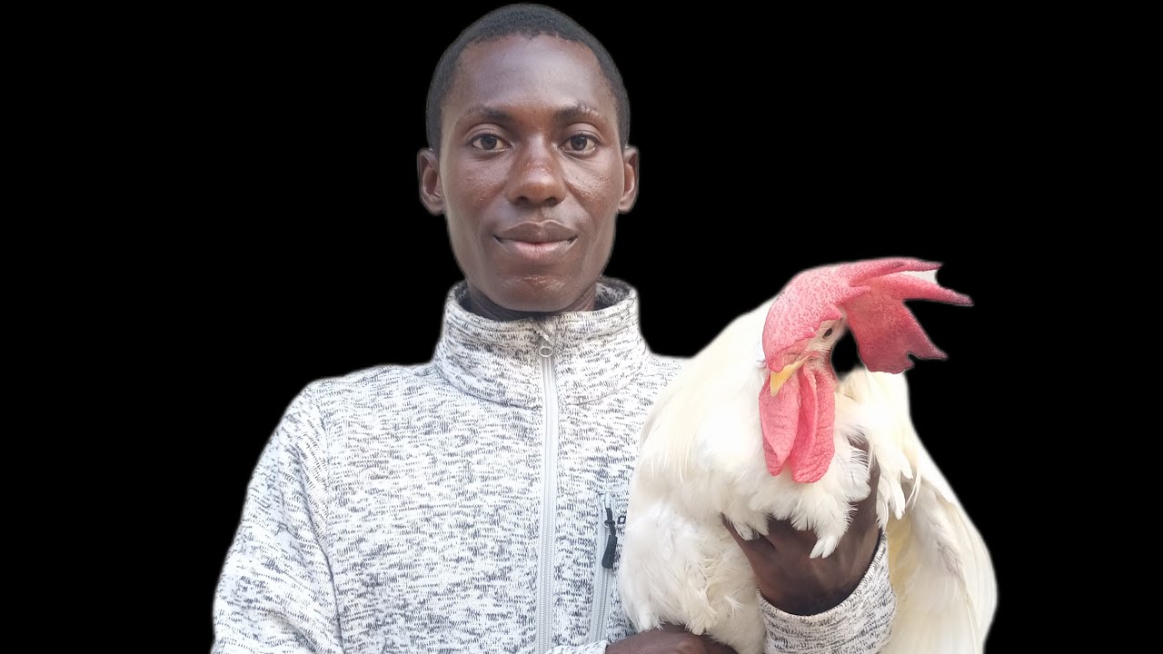 LOCAL CHICKEN FARMING - BREEDING 10 - 1000 CHICKENS - YouTube