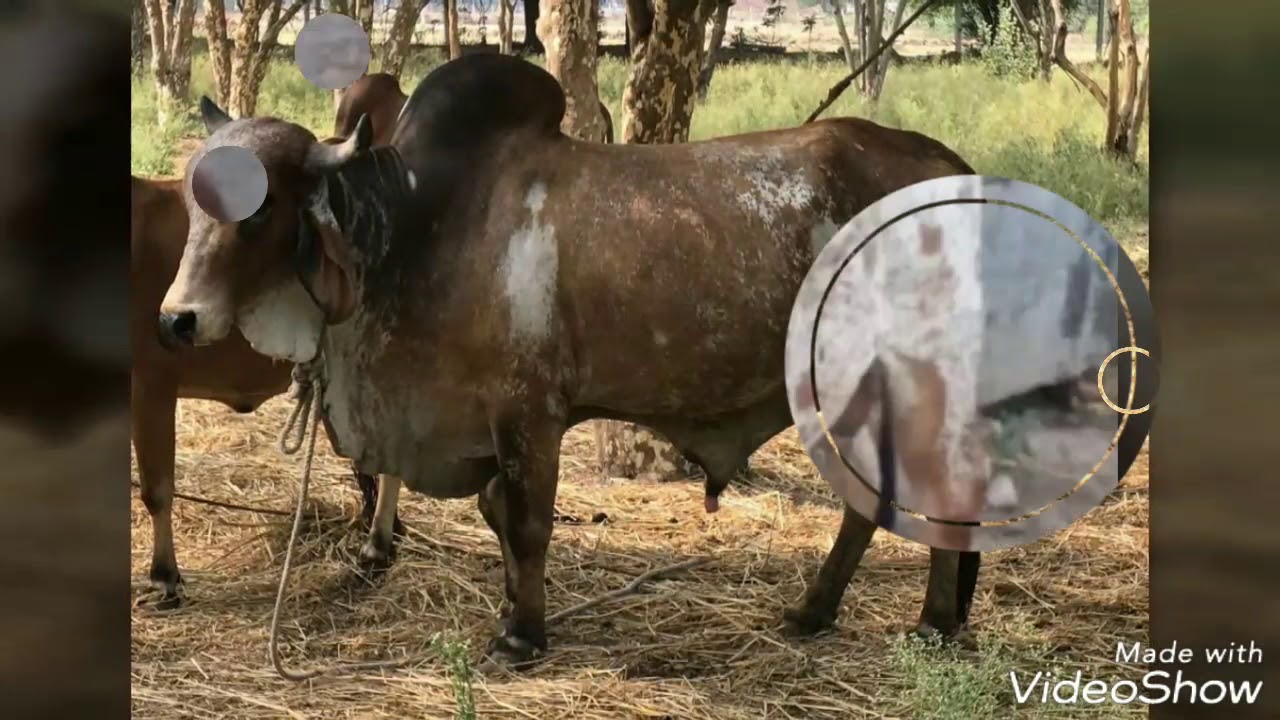 GIR GAUMATA IS WORLD BEST GIR GAUMATA AT_PRESENT TIME...SAVE GAUMATA ...