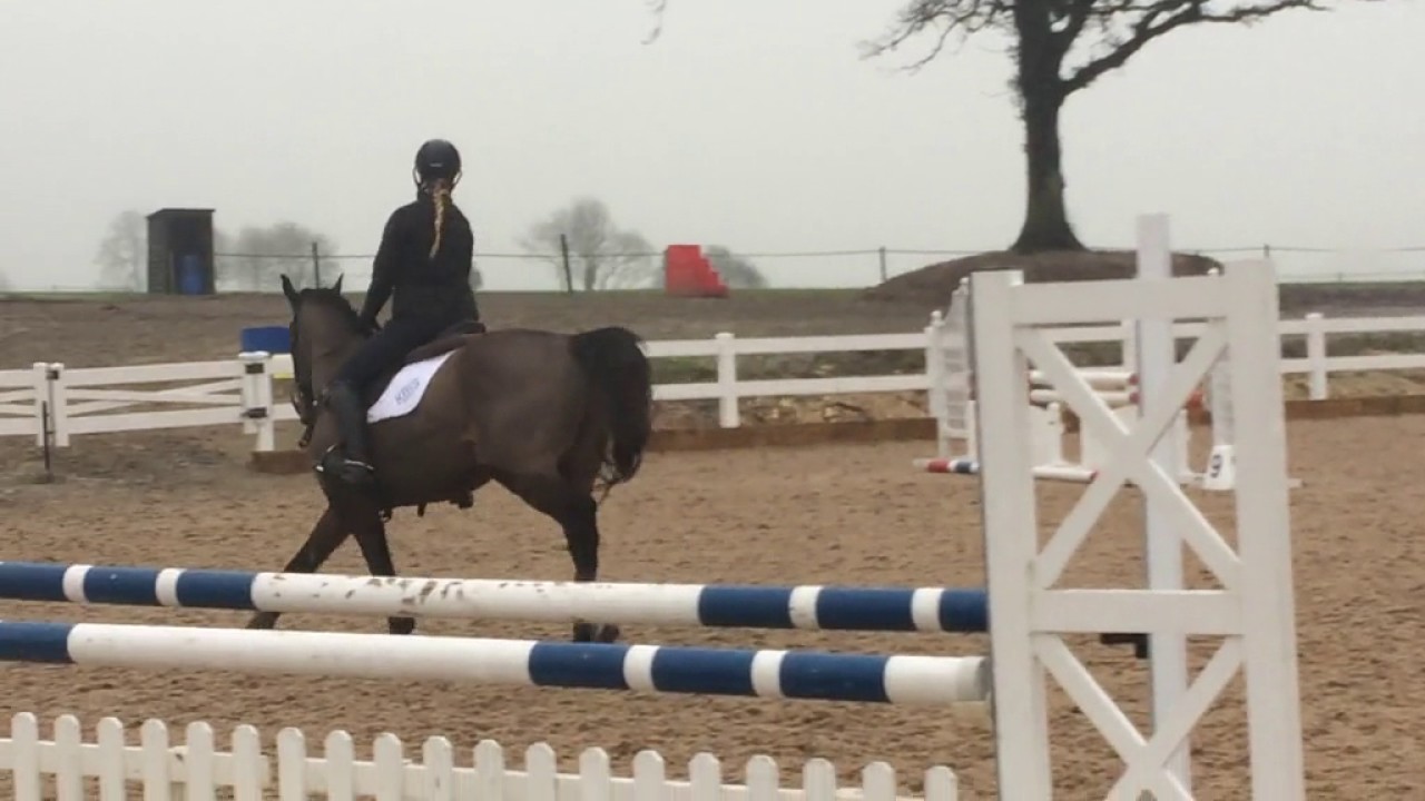 Bertie jumping at Chard Equestrian - YouTube