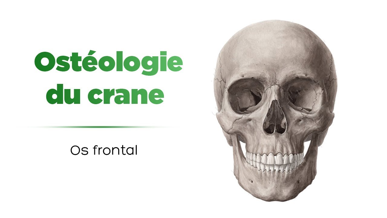 Ostéologie du crane | Os frontal - YouTube