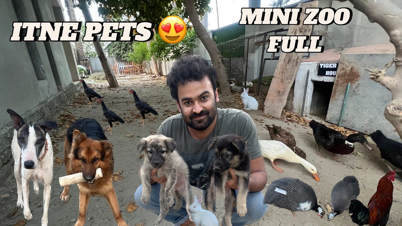 Morning Routine In Mini Zoo 😍 Pets Unlimited Hogye 🤲🌹 - YouTube