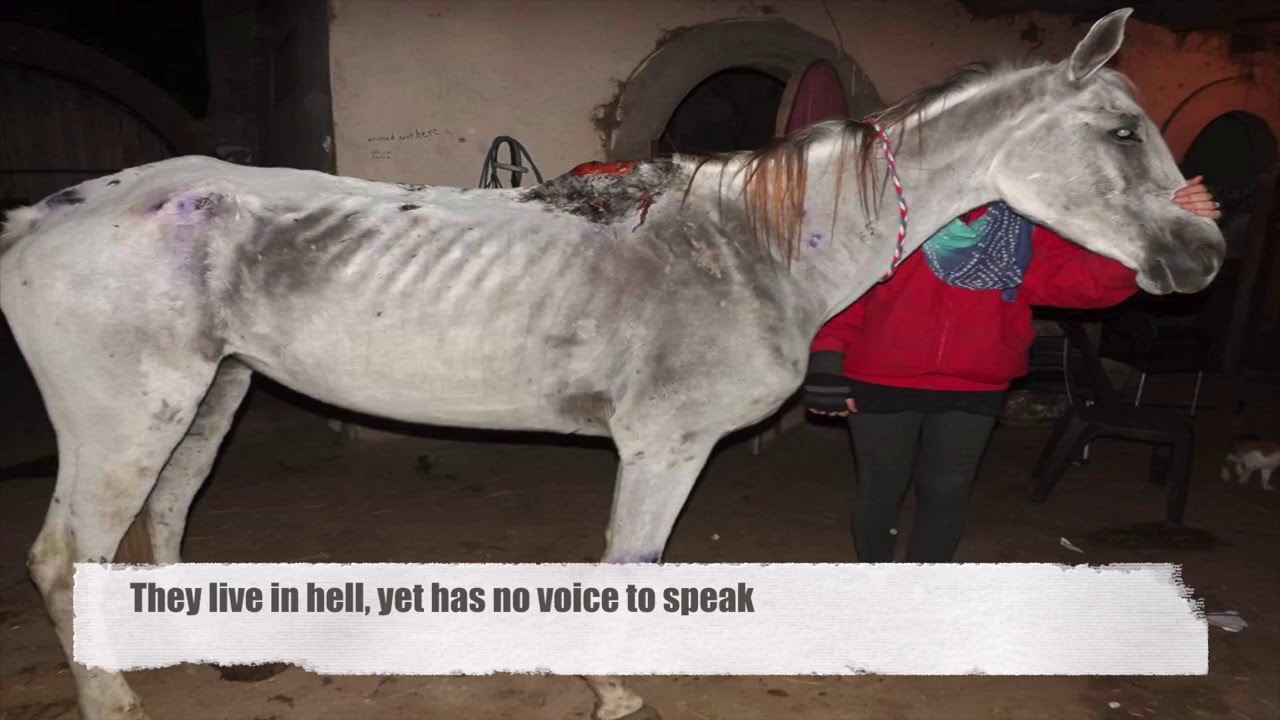 Be Their Voice - YouTube