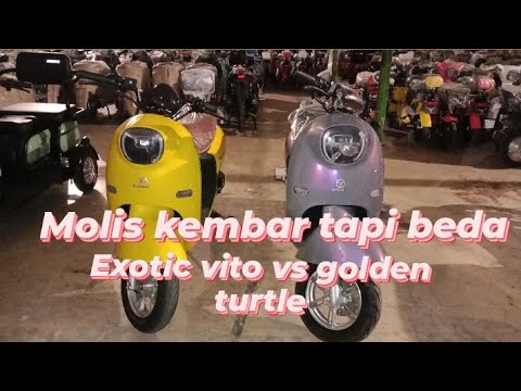 perbedaan molis exotic vito vs golden turtle uwinfly # ...