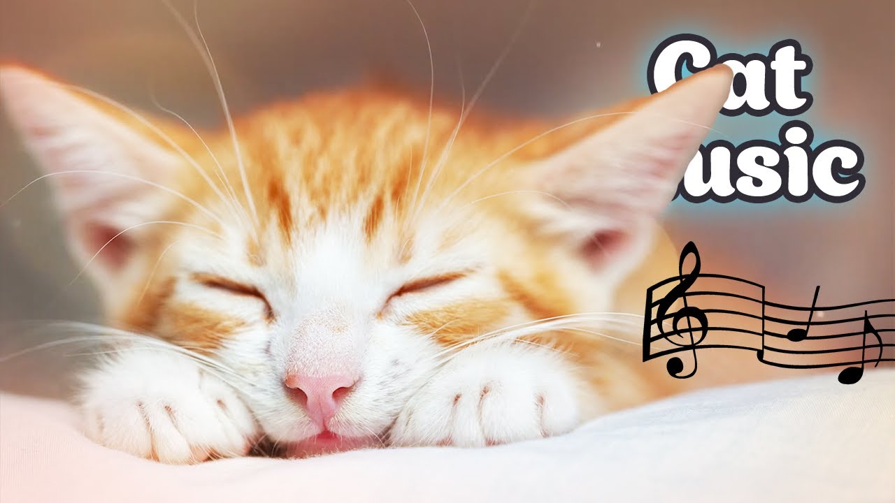 Cat's Lullaby: Relaxation Music Box for Restless Felines - Sleep ...