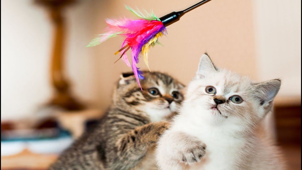 Watch These Kittens Meow & Have Fun with Puppies, Rabbits, Calves and ...