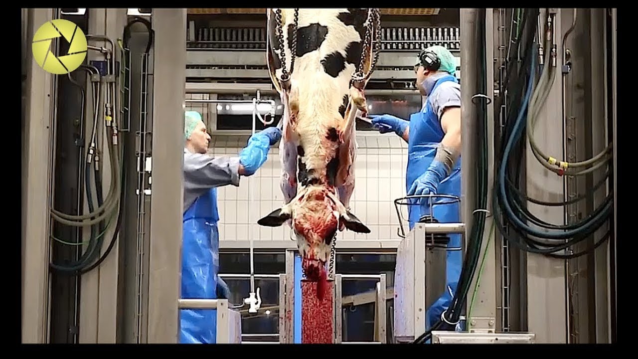 Inside a Beef Processing Plant - Amazing Chicken Meat Processing ...