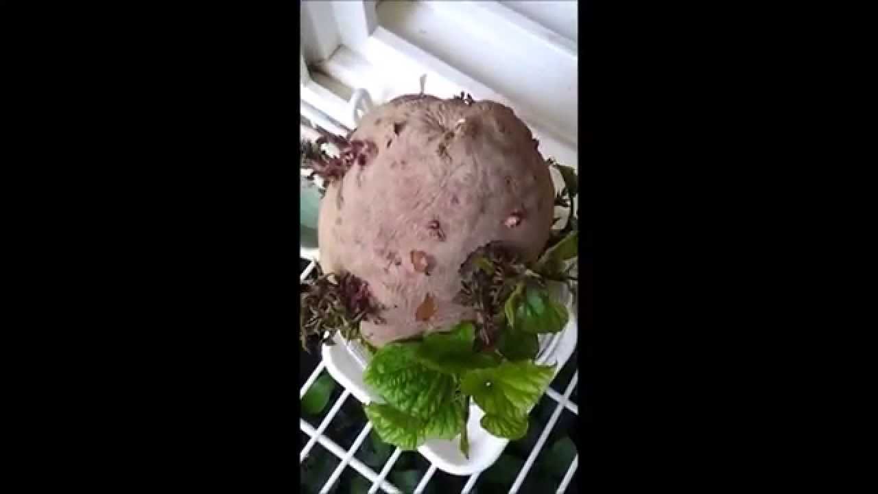 Sweet potato filter : 고구마 여과기 싹 키우기 - YouTube