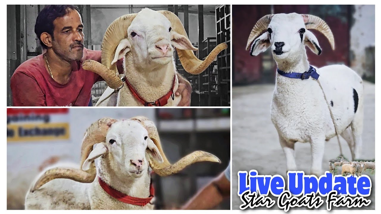 Live Update STAR GOATS FARM Asif STD 88798 09944 Mumbra Mumbai - YouTube
