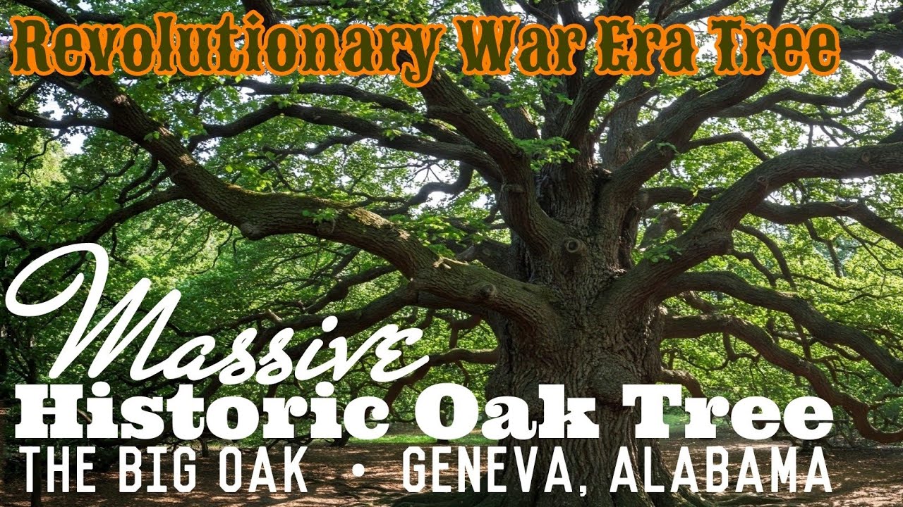 YEAR : 1775 - THE BIG OAK - YouTube