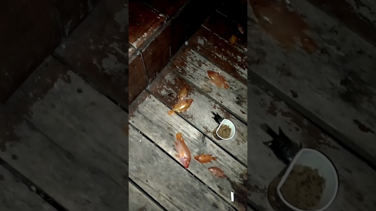 Mancing Ikan Red Devil (Setan Merah) || #akunstory29 #mancing #shorts ...