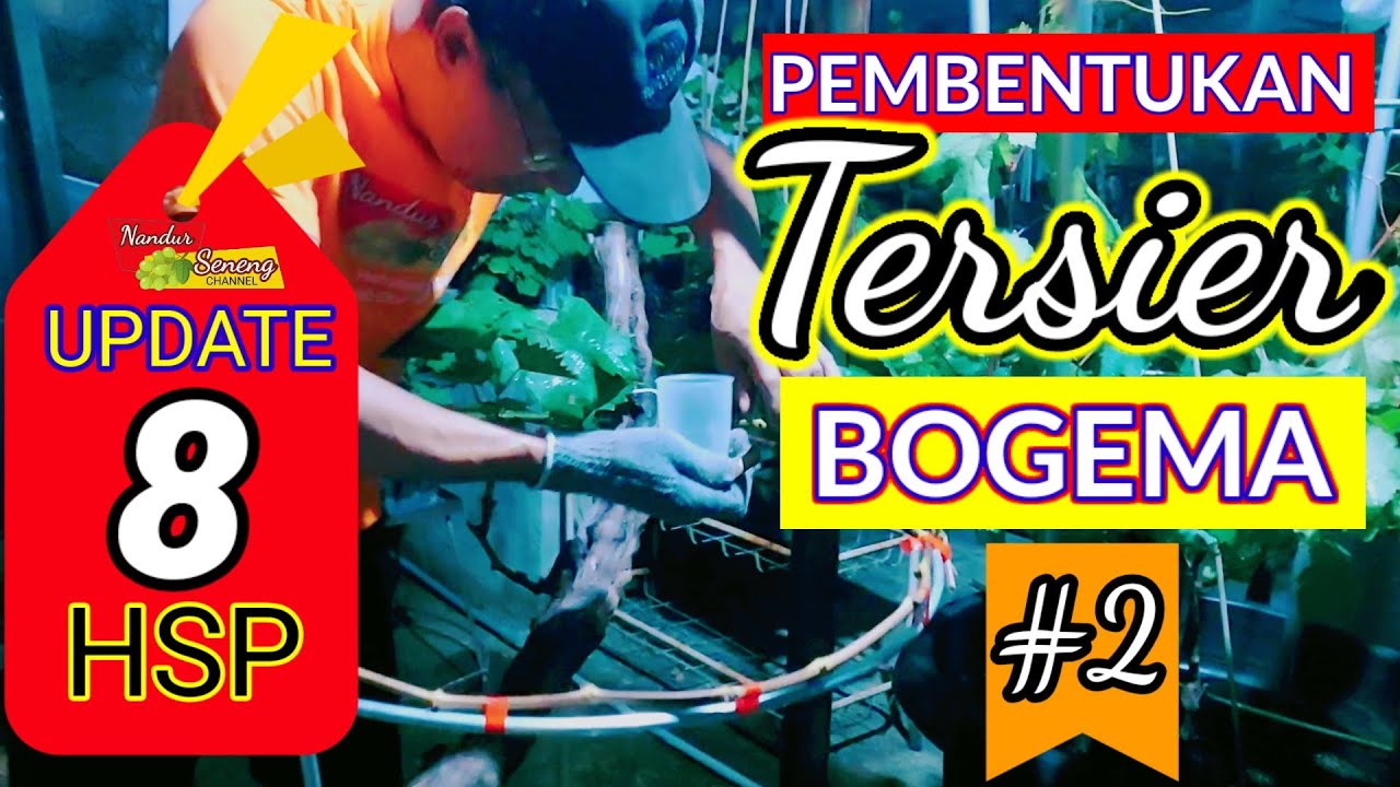 CARA TANAM ANGGUR DALAM POT | Bogema Series #2 Pembentukan Tersier ...