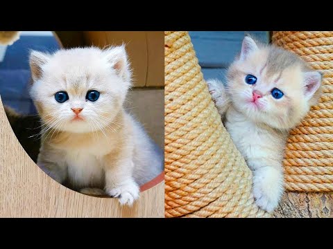 Baby Cats - Cute and Funny Cat Videos Compilation #62 | Aww Animals