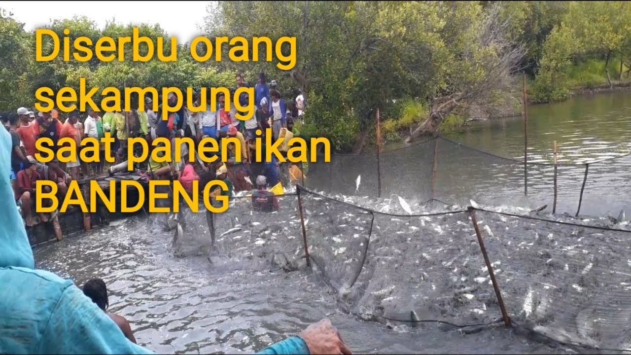 CARA PANEN BANDENG JUMBO TRADISIONAL - YouTube