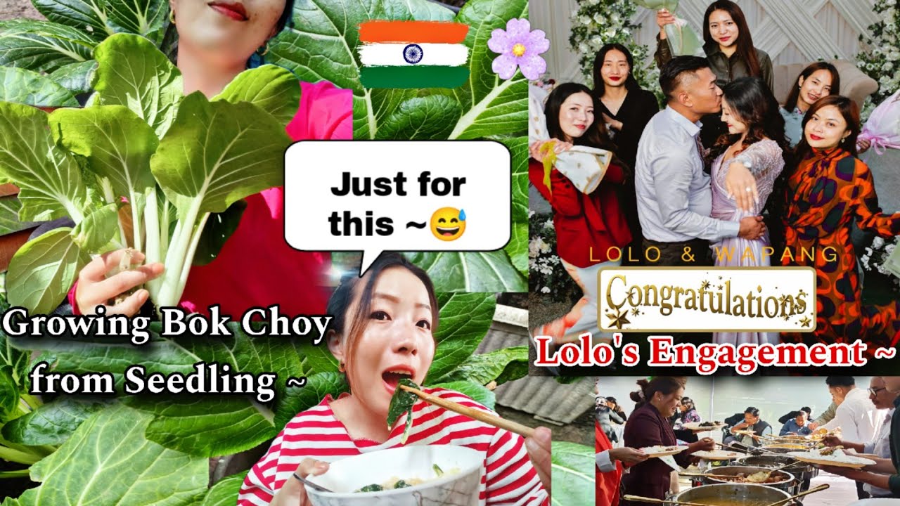 Growing Bok Choy from Seedlings|Attended Lolo's Engagement ...