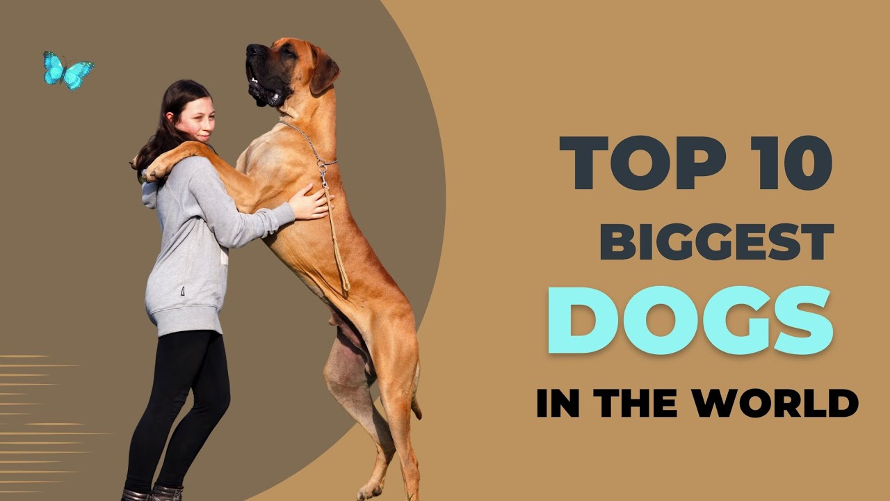 Top 10 Big Dogs In The World