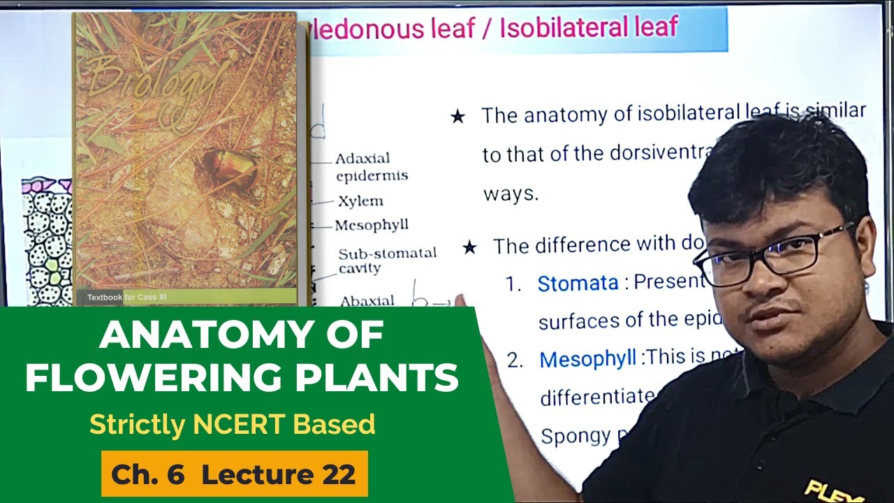 Isobilateral (Monocotyledonous) Leaf - Anatomy of Flowering Plants ...