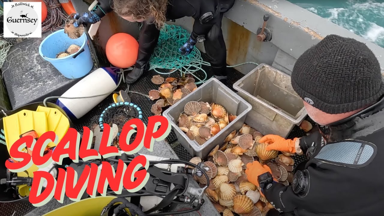 A good catch of scallops whilst seeing some creatures from the deep in ...