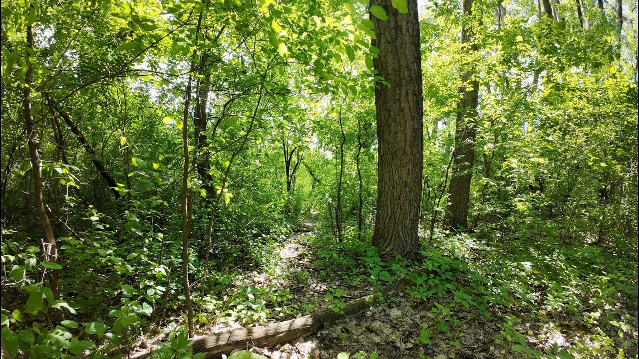 RESOLVER-WITH DAVE 25 SPORTS #4k - YouTube