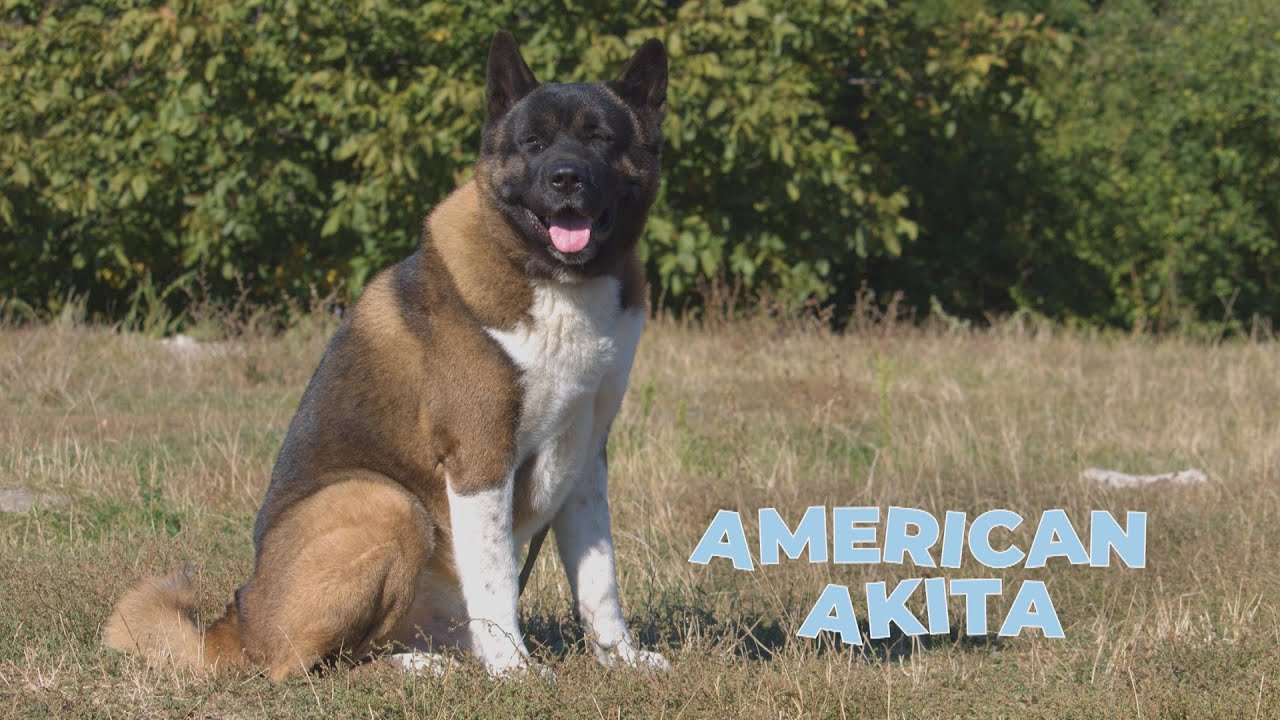 American Akita Dog Breed Information, Facts and Characteristics [4k ...